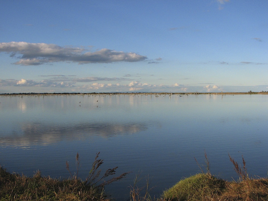 Jennifer Spry's Birding Blog: Northern Shoveler at Western Treatment Plant