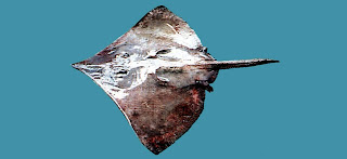 Artes de Pesca: VAMOS A PESCAR DIPTURUS