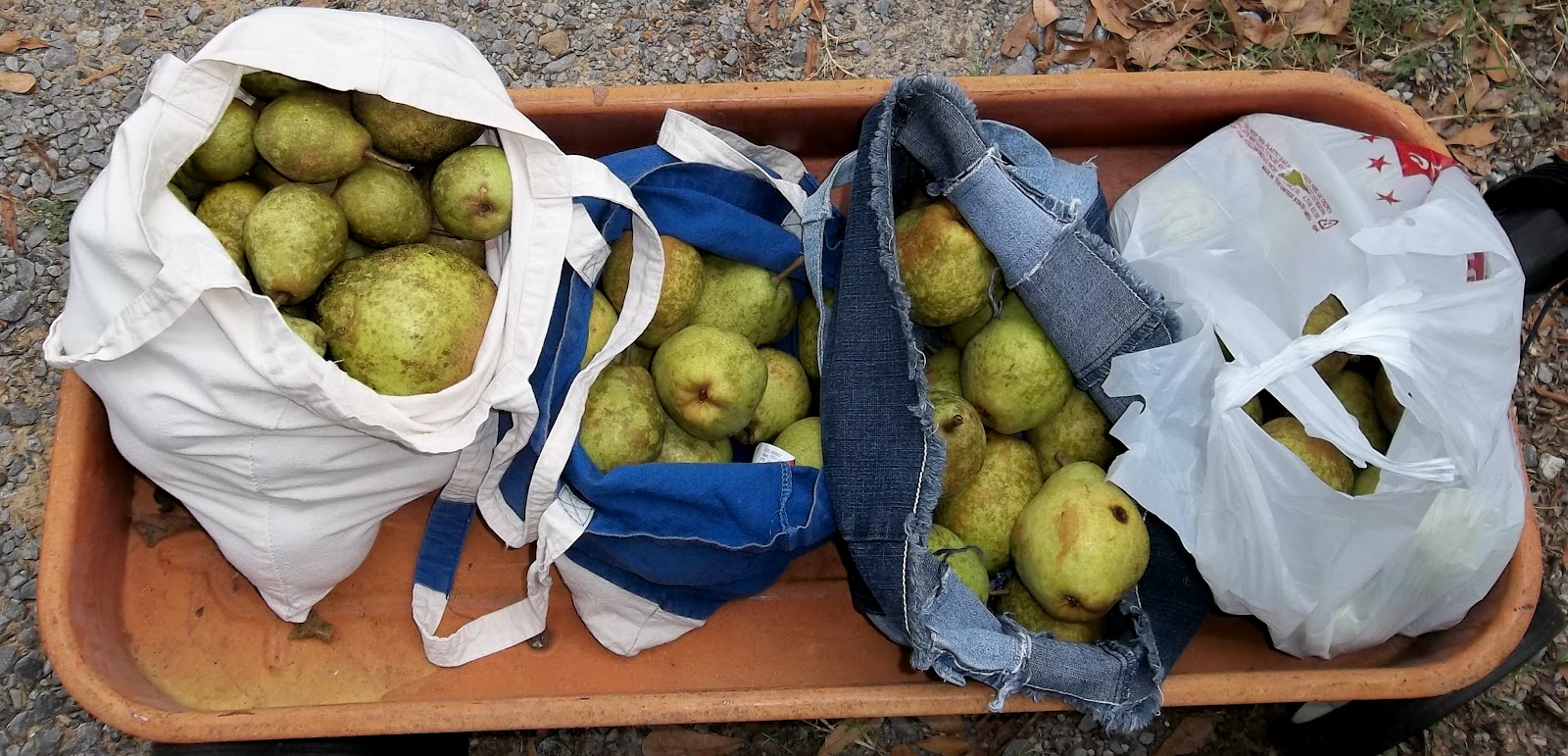 PRACTICAL PARSIMONY: Pears! Pears! Everywhere!
