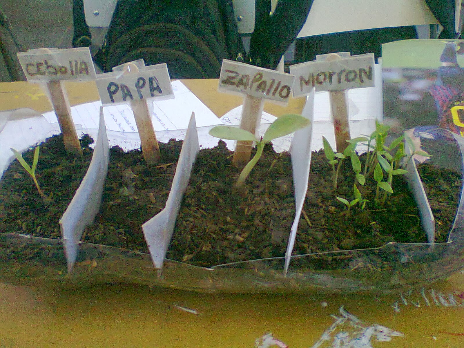 ANABIOLOGICA: Germinación y huerta en la escuela