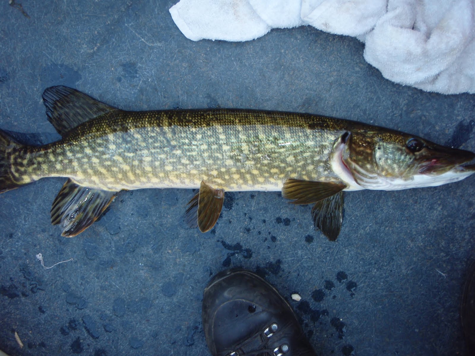 Scottish Fishing Guide: 6lb Pike, Pike Fishing Guide