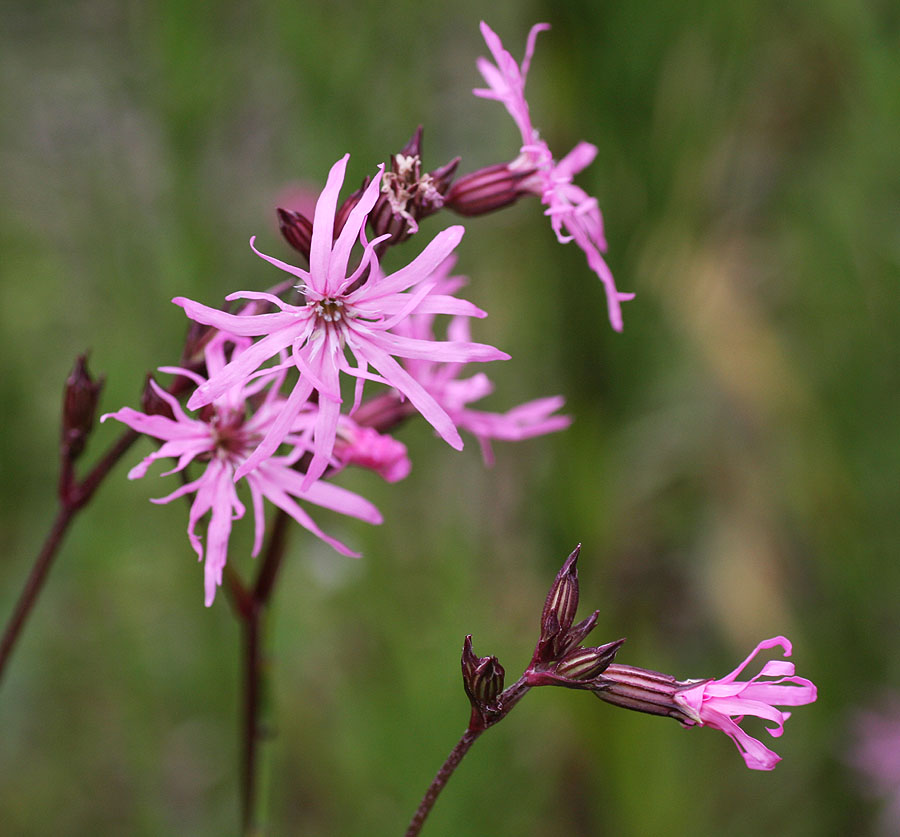 Simon and Karen Spavin: Ragged Robin