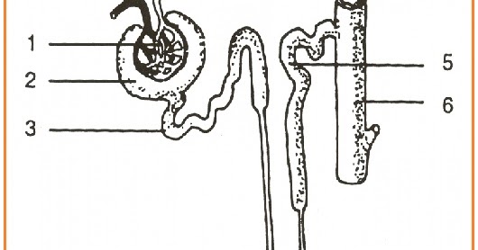 Pembentukan Urine Terjadi Di Dalam Ginjal √ Proses Pembentukan Urine ...