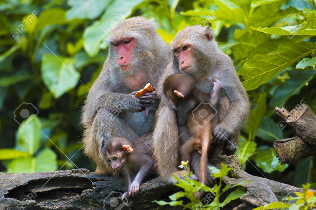 Numbers Aren't Real: Monkey Dad (Class: I don't know how to categorize ...