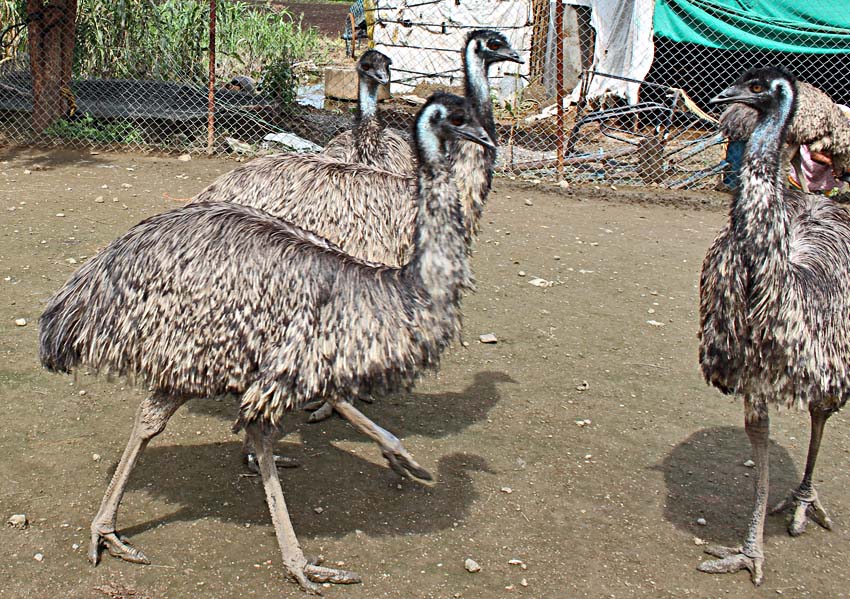 Stock Pictures: Emu the bird