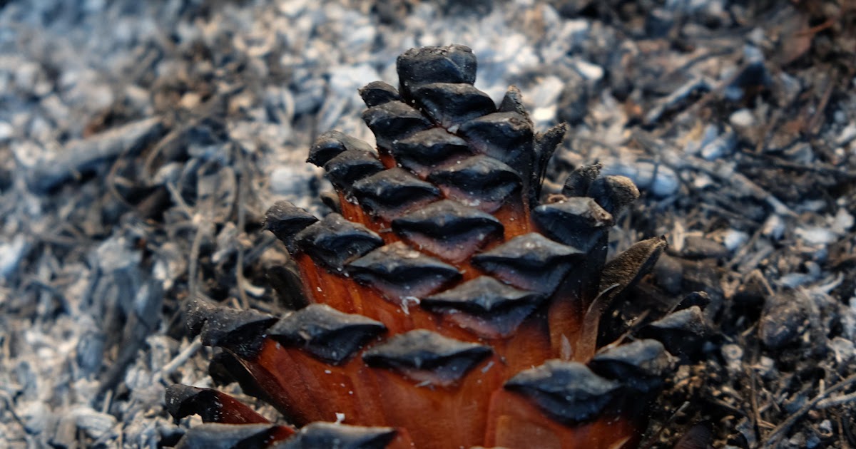 Sagehen Forest Project