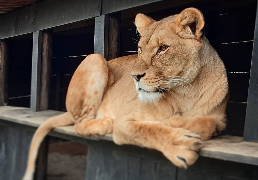 Descubriendo CORAX FAUNA , cuidado... amor... respeto animal.