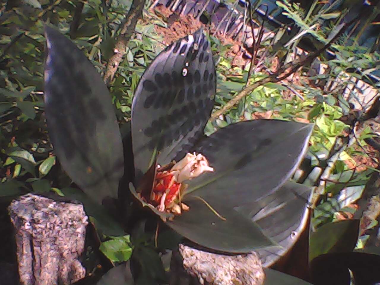 My LIfe And My World: Taman Rama-rama di Kuala Lumpur