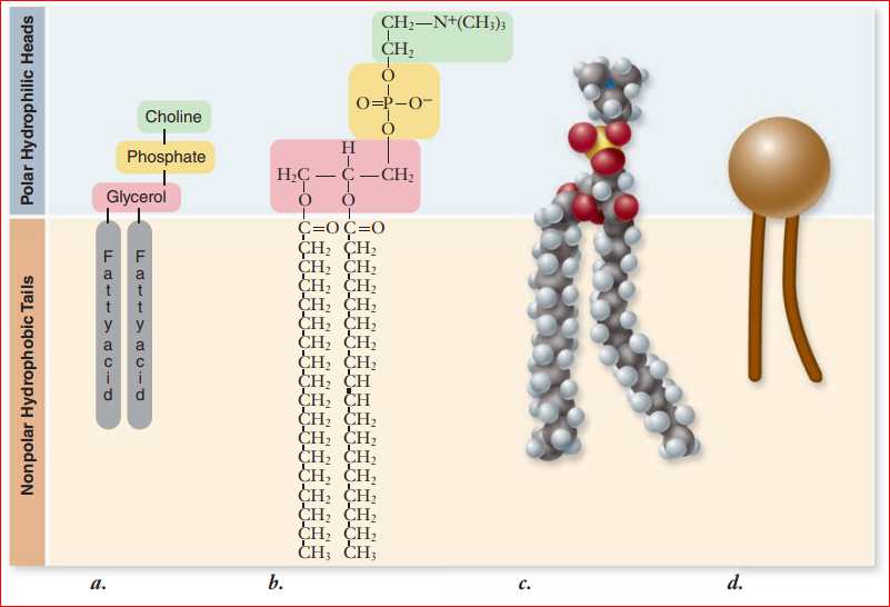 BIOLOGI GONZAGA: OSMOSIS TUBUH