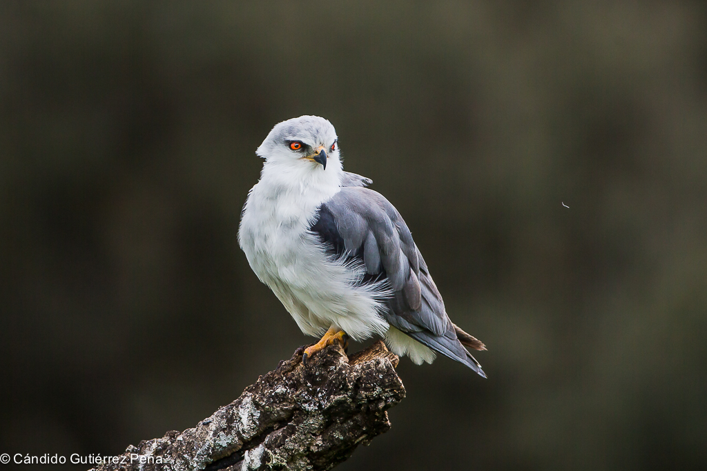 ELANIO AZUL - Elanus Caeruleus | Observatorio de la Naturaleza