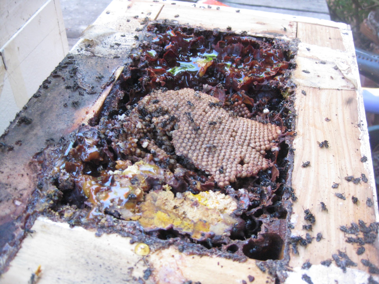 Splitting our native bee hive - for the first time!