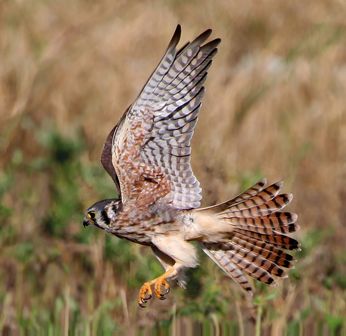 Falconidae | The Life of Animals