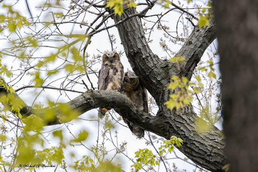 Marian's Hunting Stories, etc., etc., etc...: Who Gives A Hoot!!!!