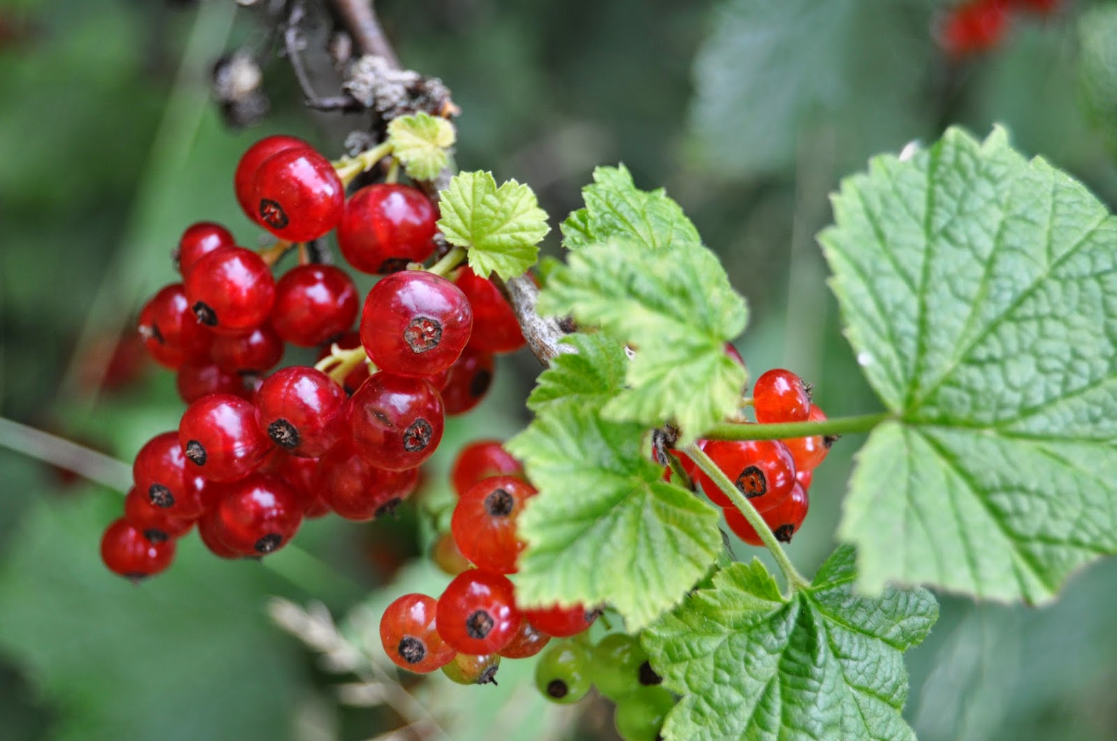 Dichisurile Ralucai: DIY - Compot de coacaze roşii