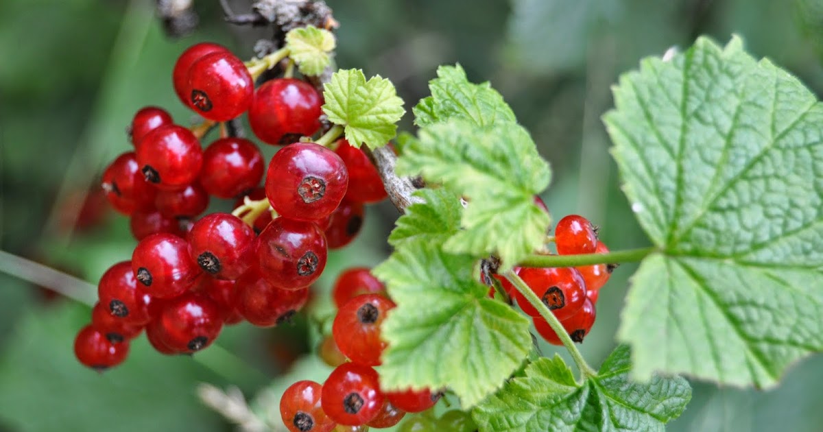 Dichisurile Ralucai: DIY - Compot de coacaze roşii