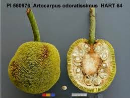 F L O R A: Terap atau Tarap