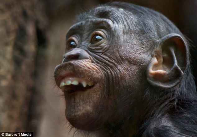 Funny Bonobos Nice Photos/Images 2012 | Funny Animals