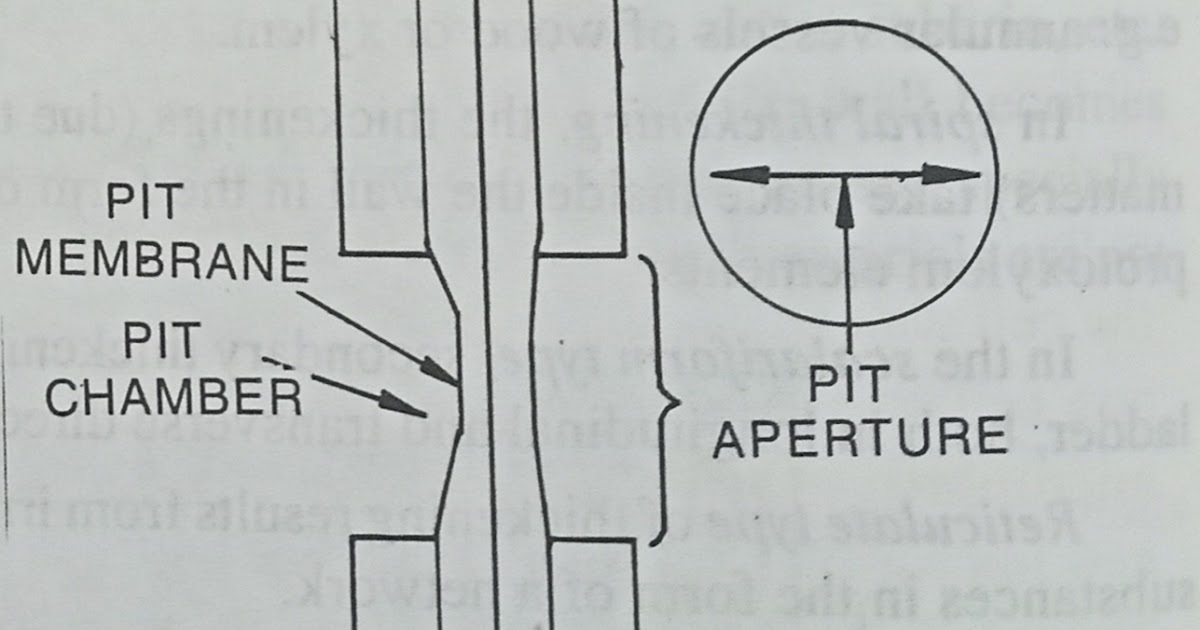Primary pit-fields, pits and types of pits-digieduco