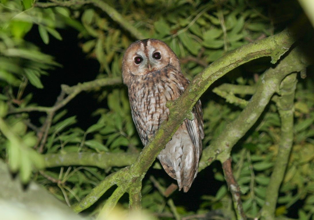 Norfolk Wildlife Trust: Norfolk’s wildlife in November