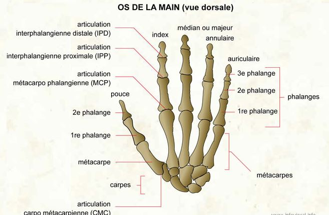 Un médecin du sport vous informe: Traumatologie du poignet et de la main