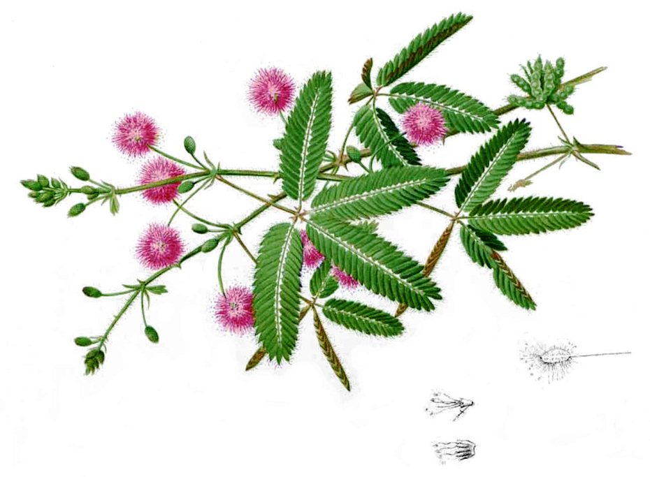 Mimosa Pudica Drawing