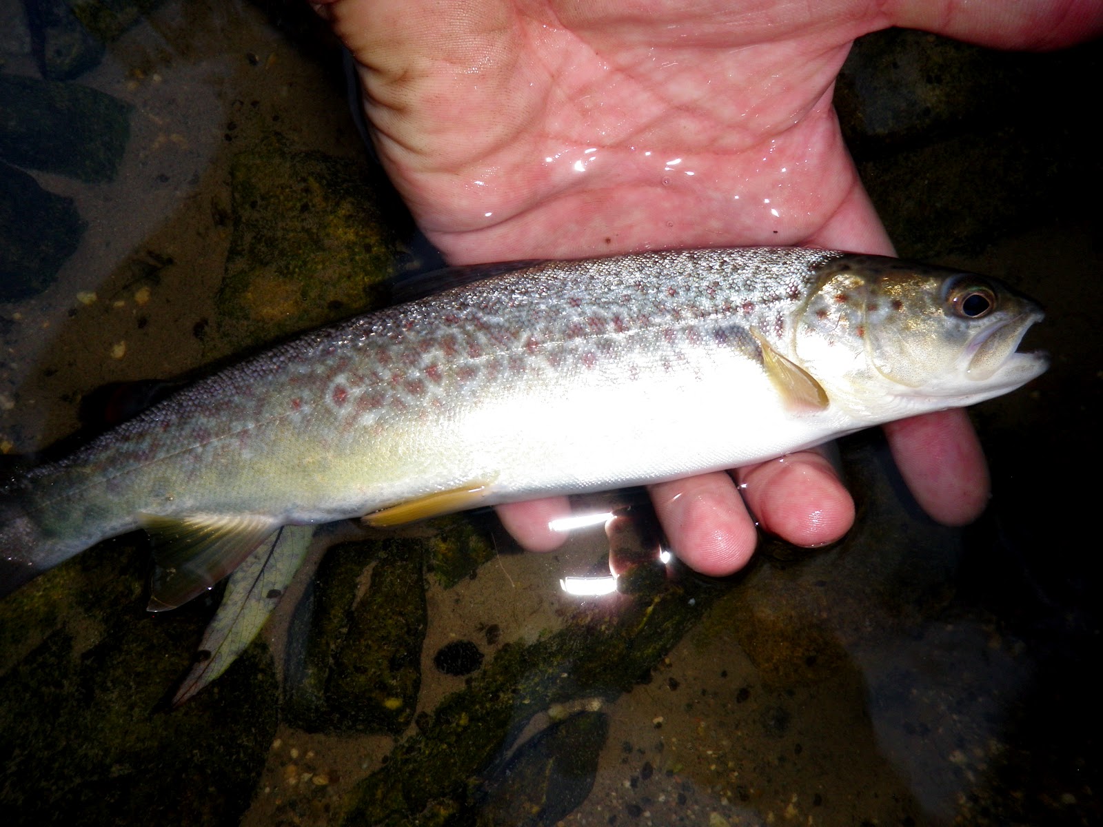 SUR-fishing: In search of the elusive Marble Trout - Italy, 2012