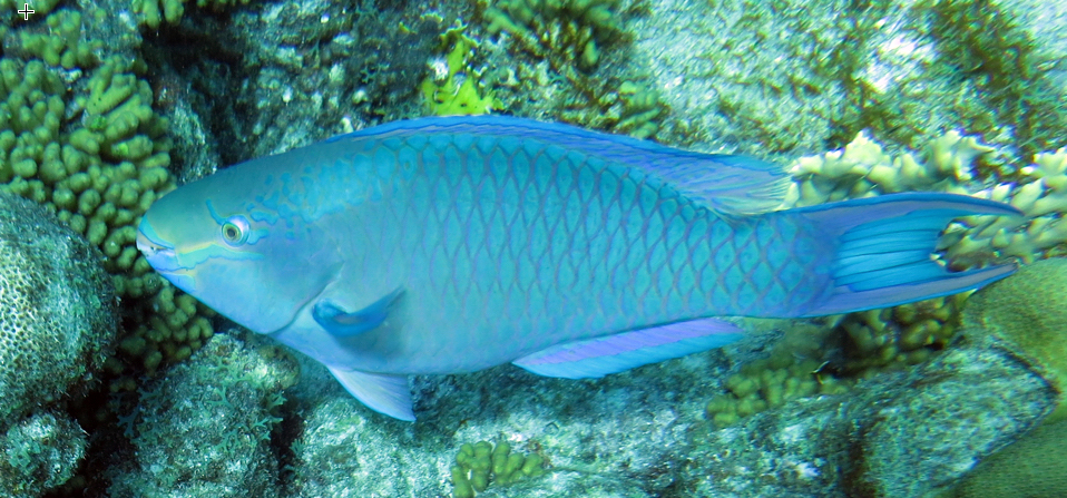 SearchReSearch: Answer: Fish ID