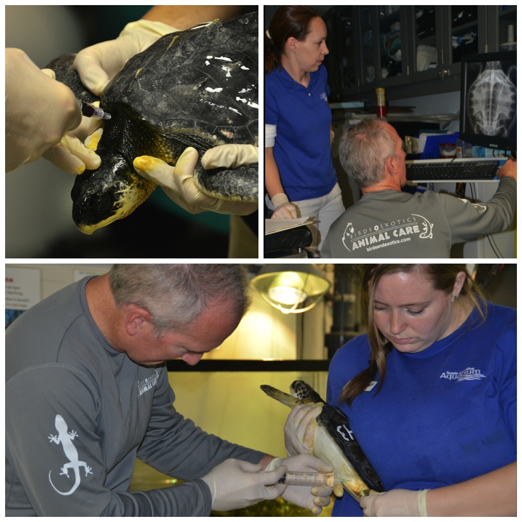 Sea Turtle Hospital: Hypothermic Sea Turtles Receive Private Flight to ...