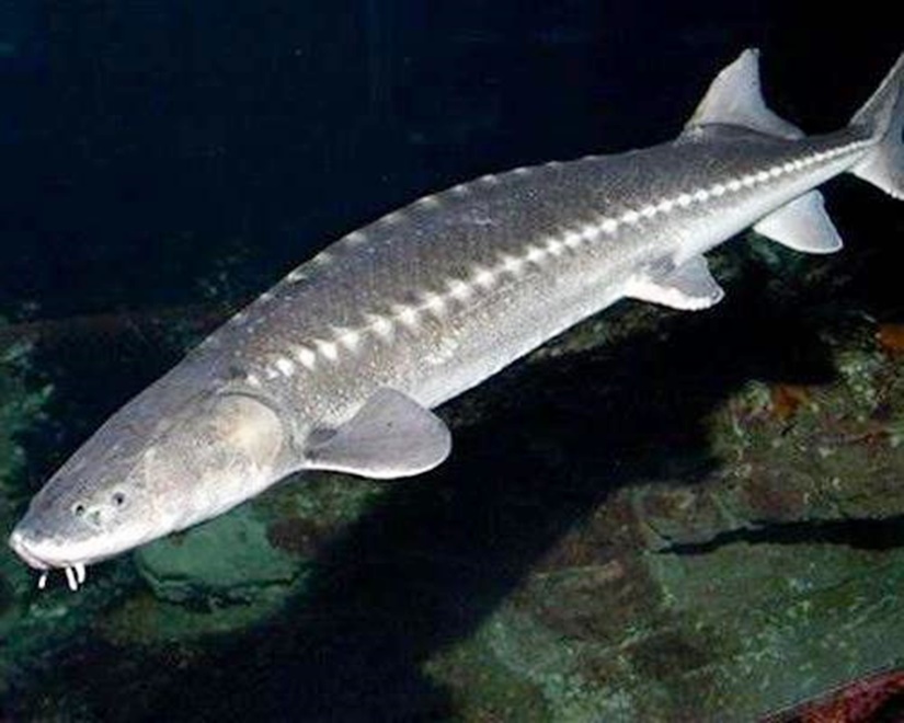 🌐 ȘTIRI-CĂLĂTOR PRIN LUMEA PLANETEI ALBASTRE: Cadavrul unui sturion ...