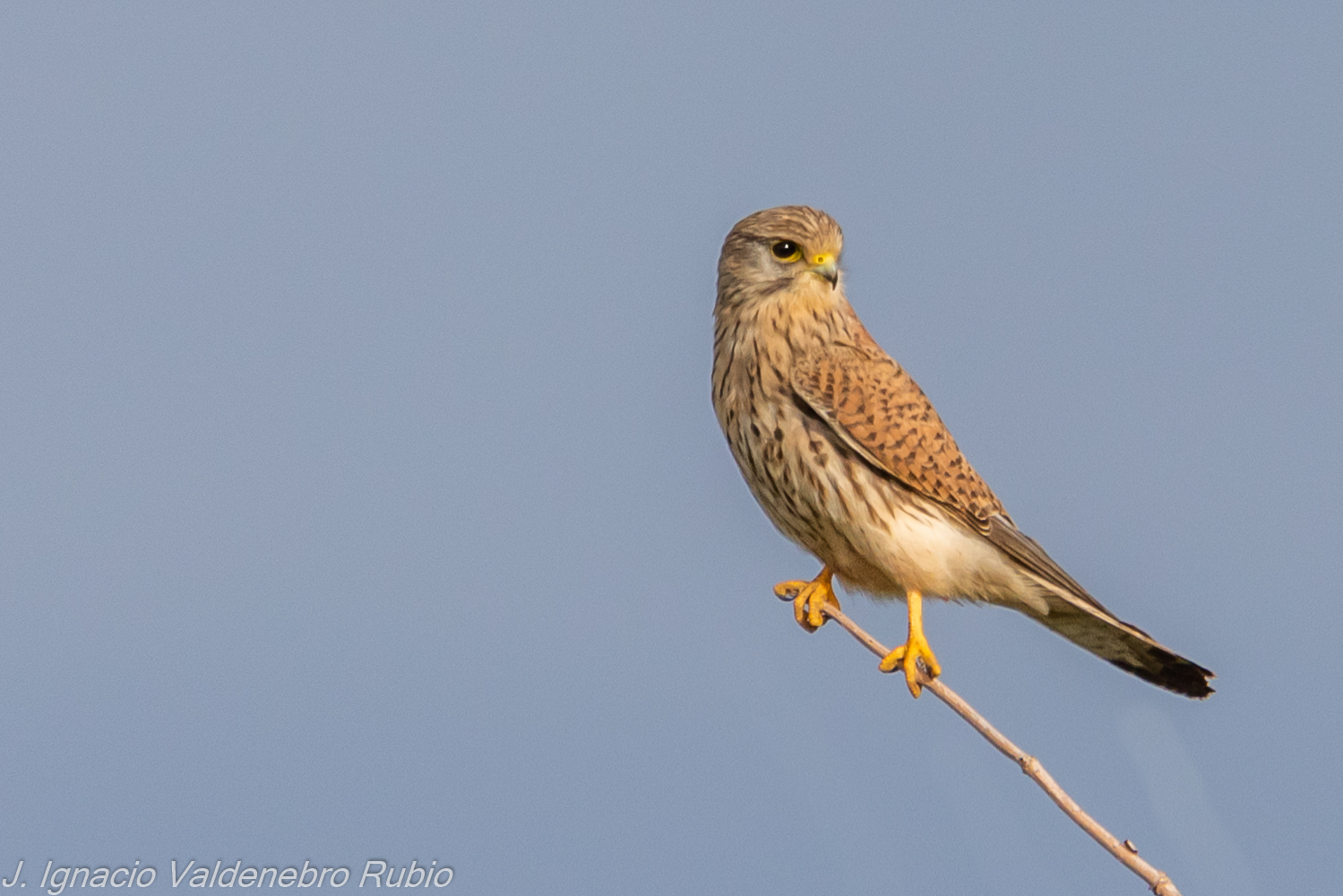 DocNatureBlog: El halcón más frecuente de nuestro entorno, progresa ...