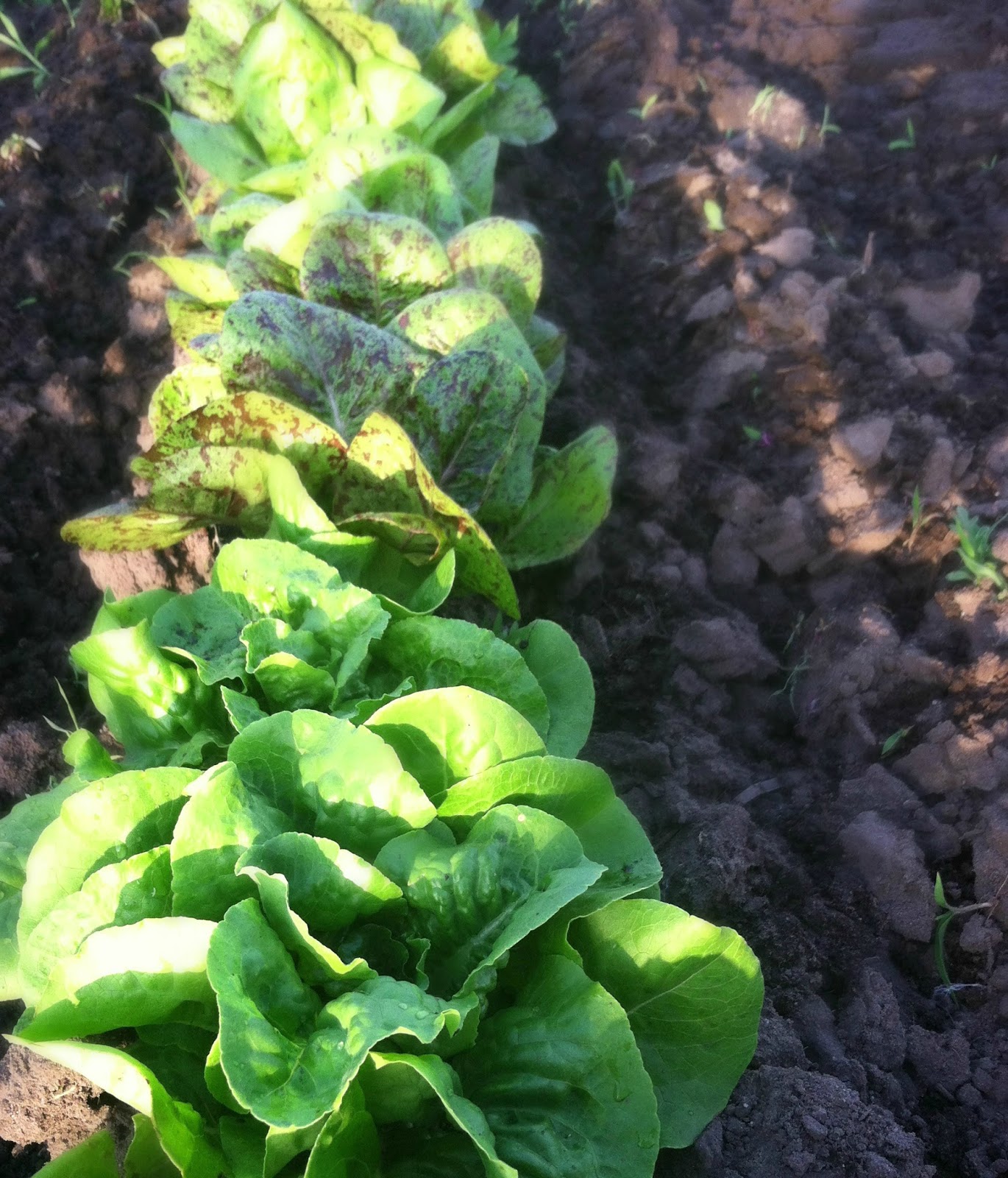 The Backroad Life: Tips for Growing Lettuce