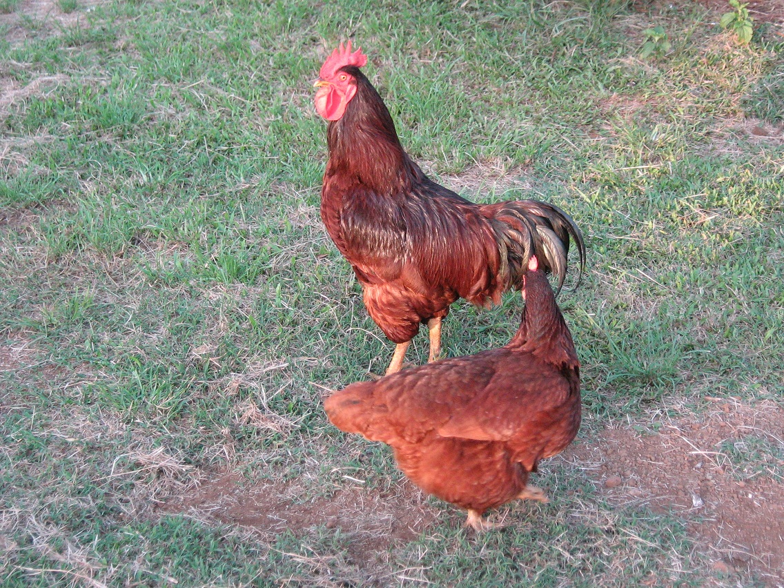 Life in the clouds: Chooks.