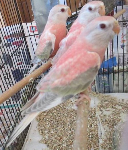 The Splendid Bourke Bird Blog: Bourkes and Other Birds