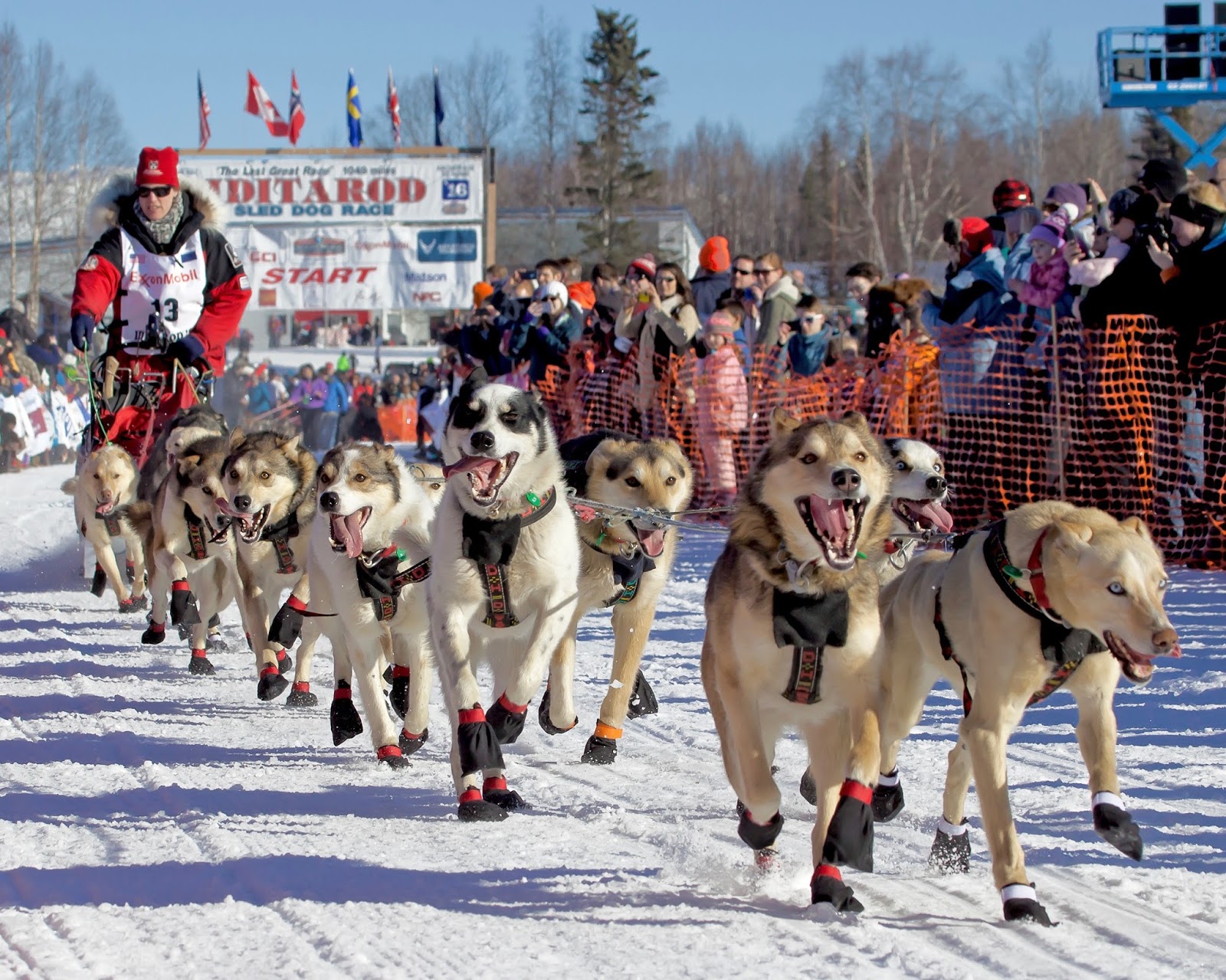 Iditarod Sign Up 2018 Race - SP Kennel