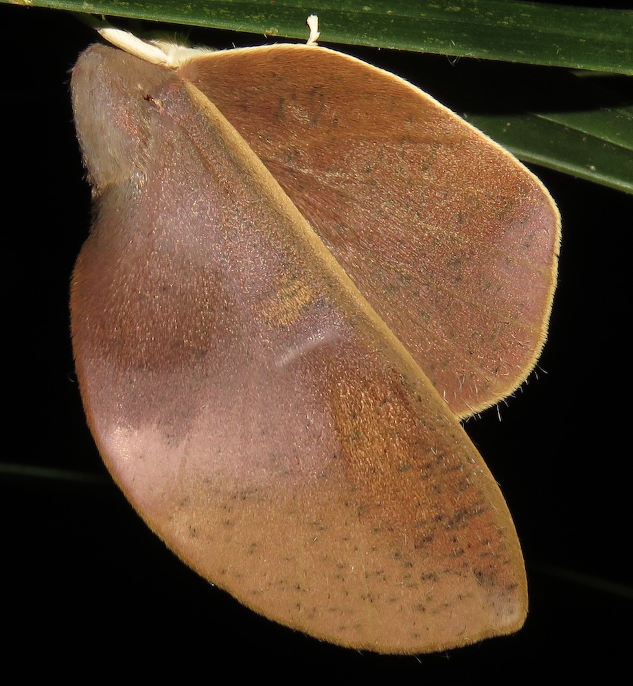 Birdernaturalist: January 2, 2020 at Cristalino Jungle Lodge