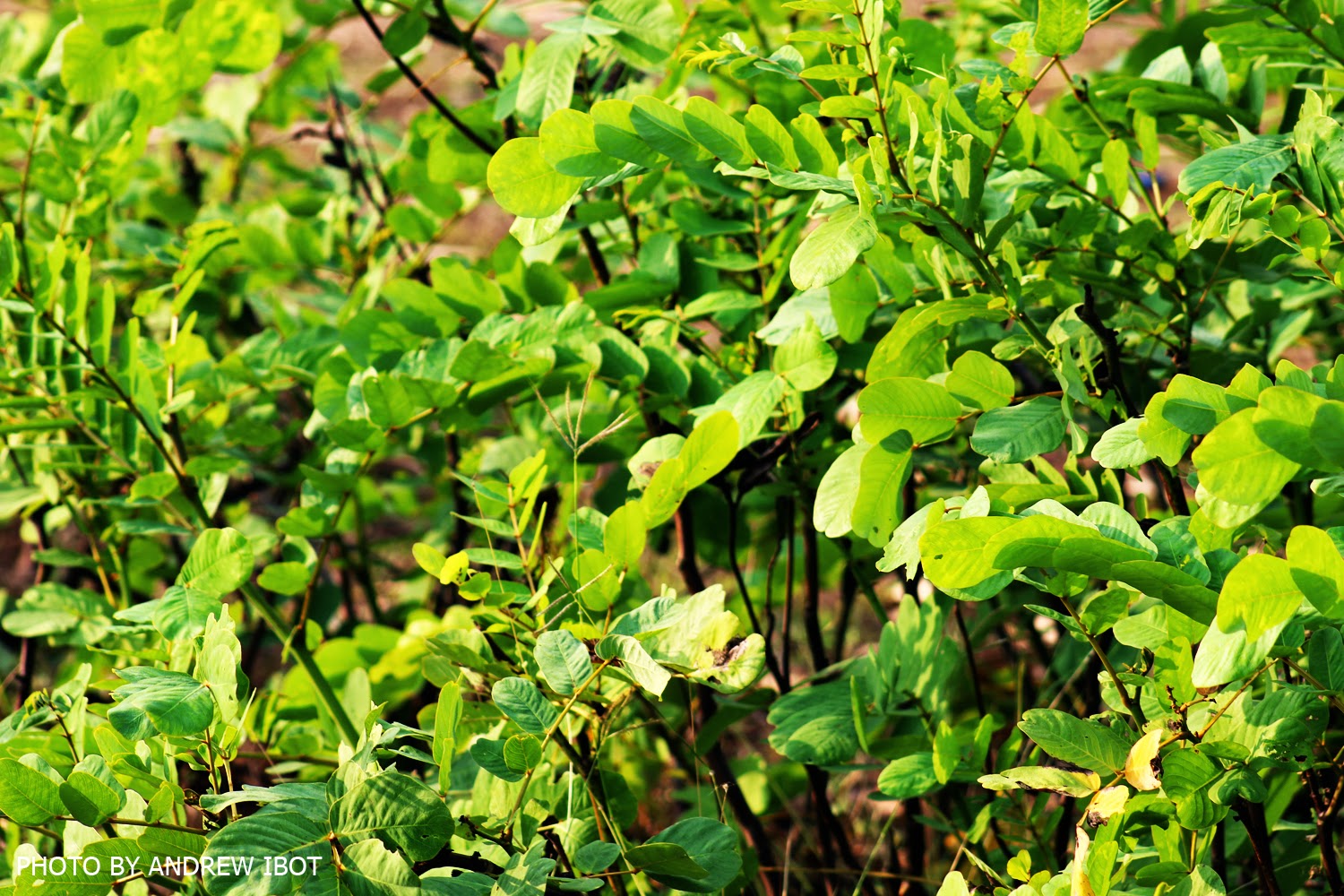 Ako si ANDREW IBOT!: Akapulko