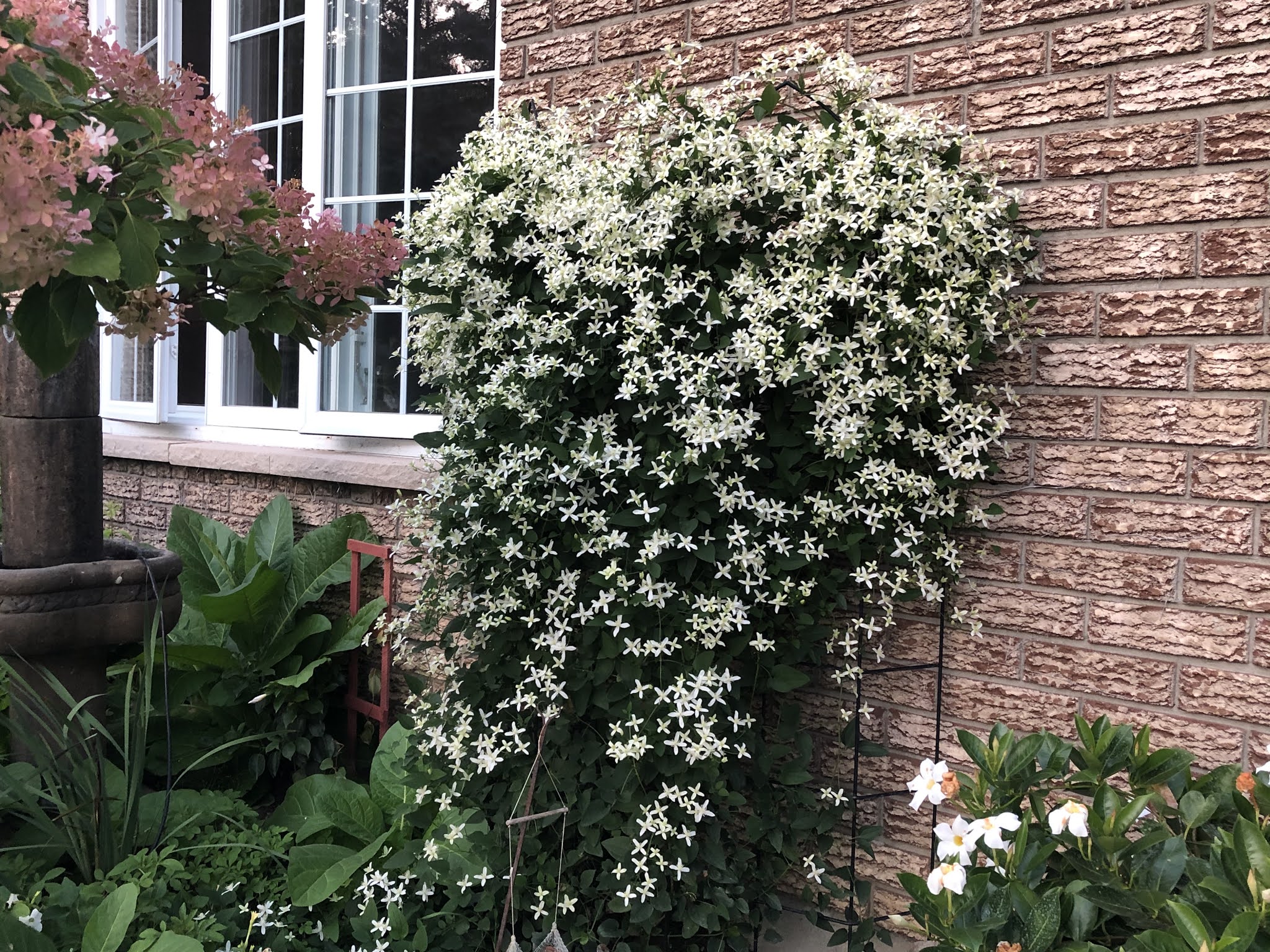 The Wood Beyond The World: SWEET AUTUMN CLEMATIS