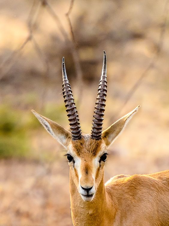 நவ்வி மரை (= Chinkara antelope)