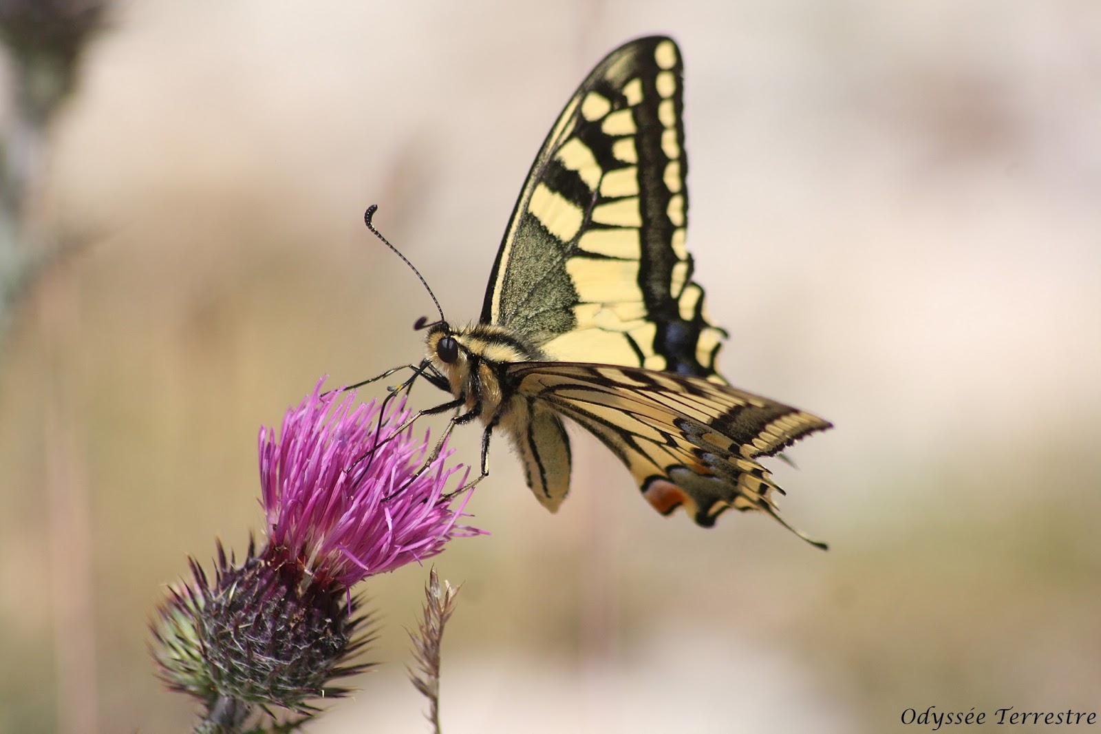 Le Machaon (Papilio machaon)