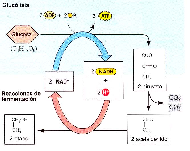 Diagrama De Fermentacao De Etapas Esquema Geral Do Processo