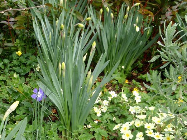 Bulbos primaverales: Narcisos (Narcissus)