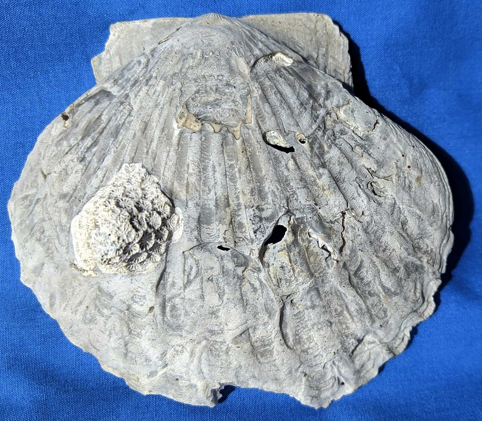 Louisville Fossils and Beyond: Pecten Scallop + Coral Fossil