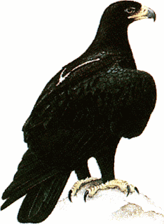 Spreebird wildlife: EAGLES OF PAKISTAN