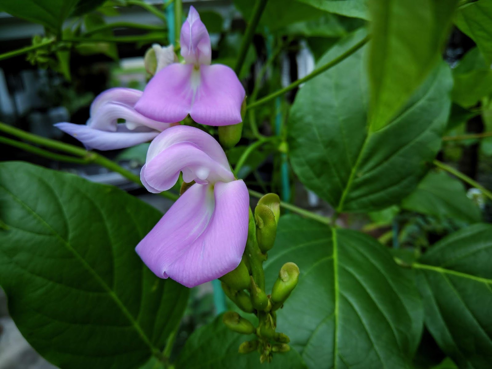 Ramblings of a Constant Florida Gardener: Canavalia gladiata - Sword ...