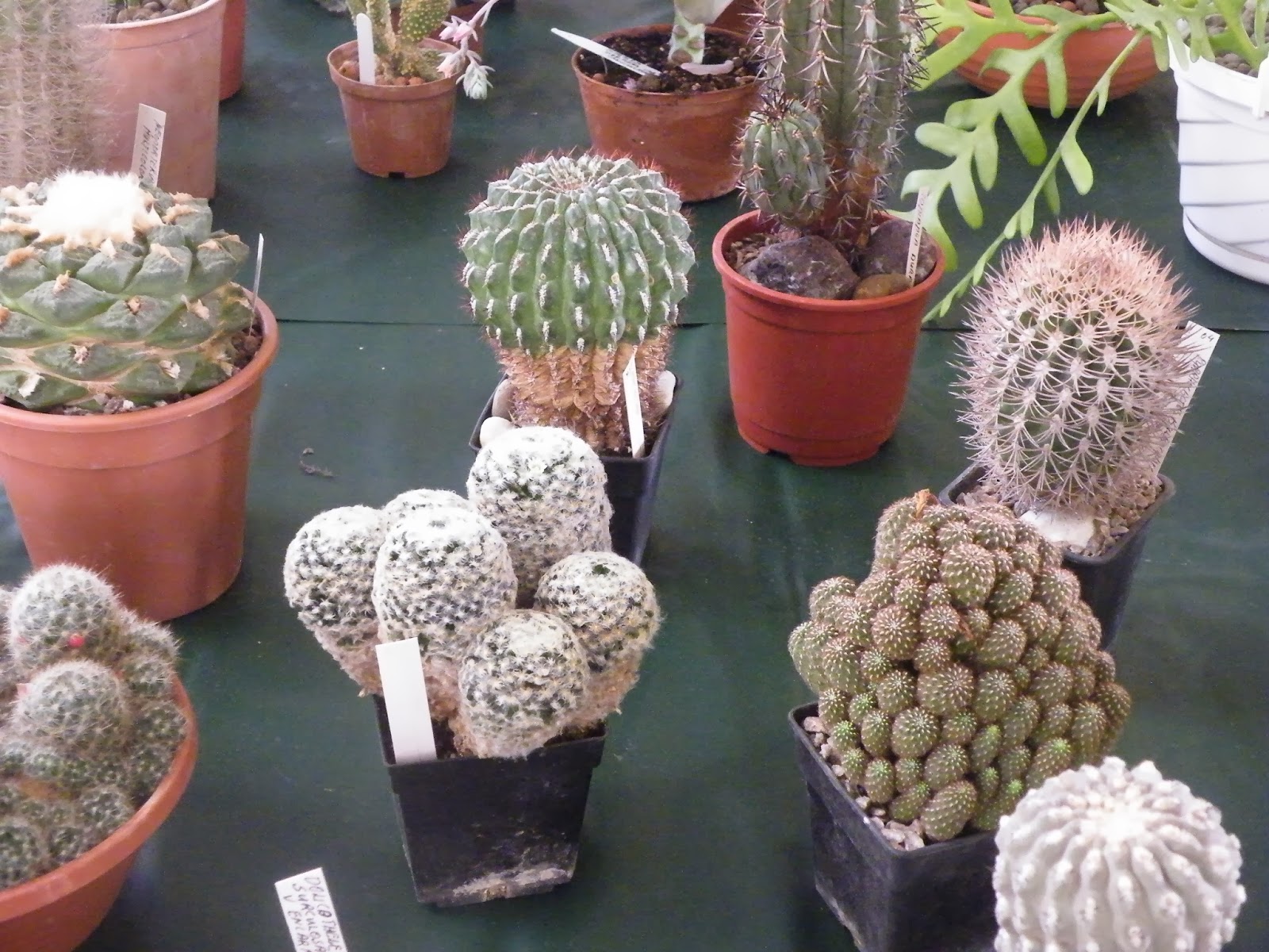 The cactus and Succulent Society of Malta