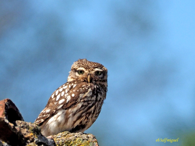 Miguel fotografia: Mochuelo común o Mochuelo europeo (Athene noctua)