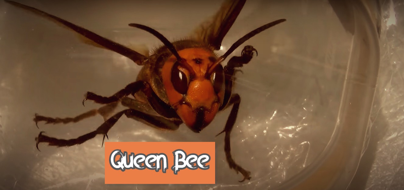 What are the three main types of honey bees in a hive? Races of Bees