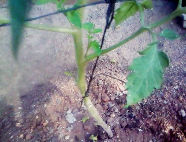 ¿Por qué realizar poda en plantas de Tomates? - Mi Huerto y Yo