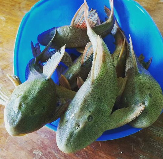 CULTURA Y TRADICIONES DE PUYO : CALDO DE CARACHAMA