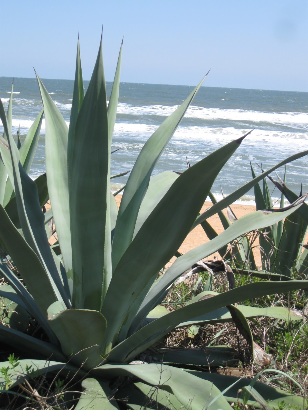 Garden Dream: Gardens of Alcatraz